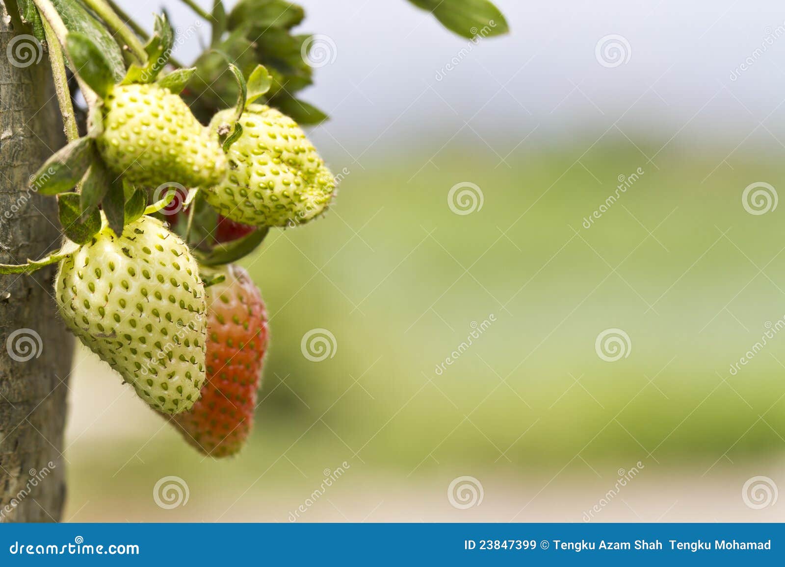 Young Strawberry stock image. Image of healthy, grow - 23847399