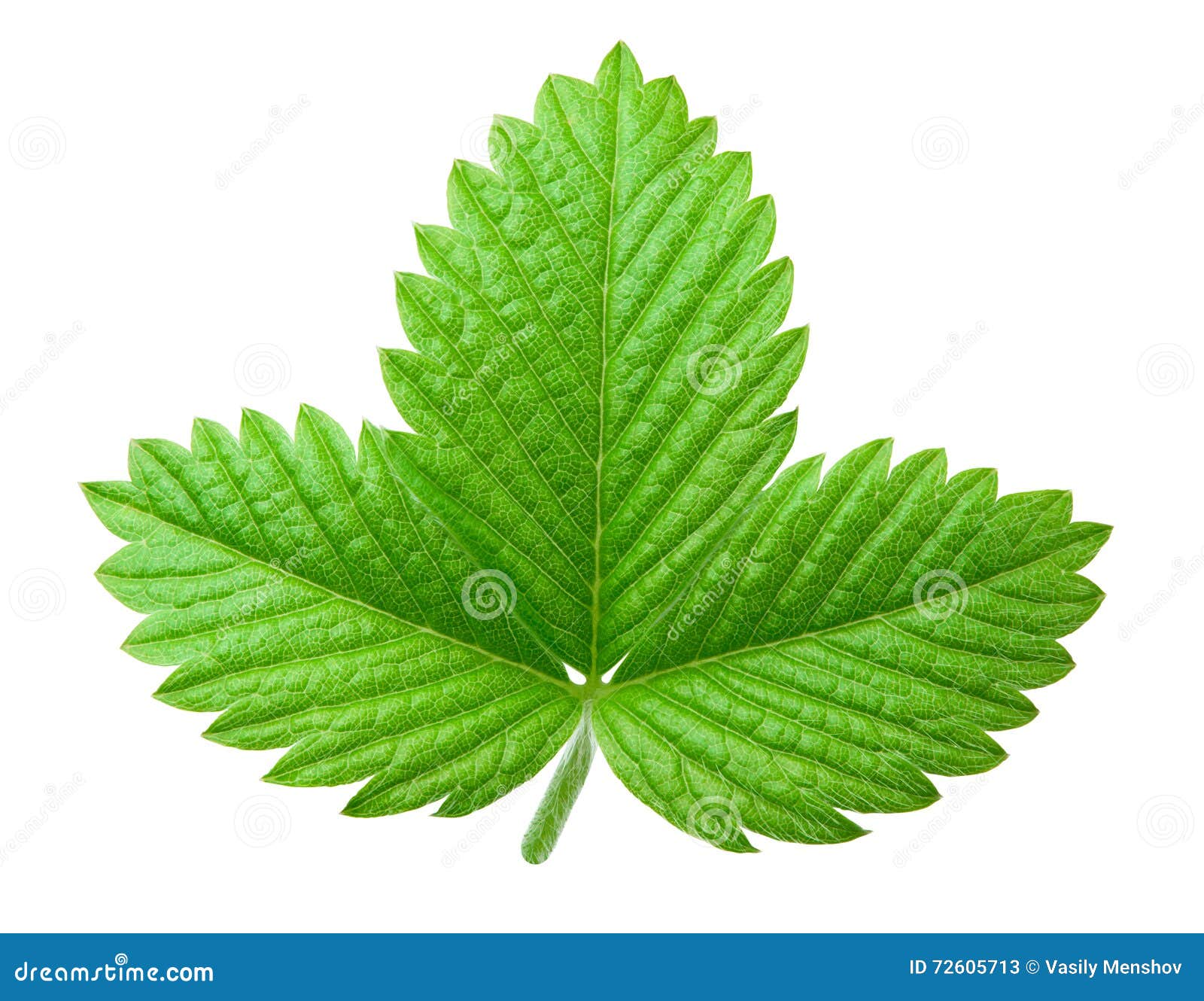 Young strawberry leaf stock image. Image of single, green - 72605713