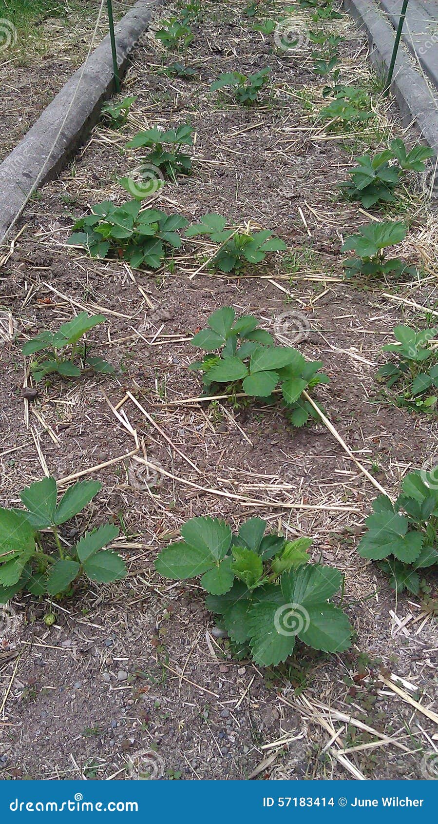 Young Strawberry patch stock photo. Image of patch, cement - 57183414