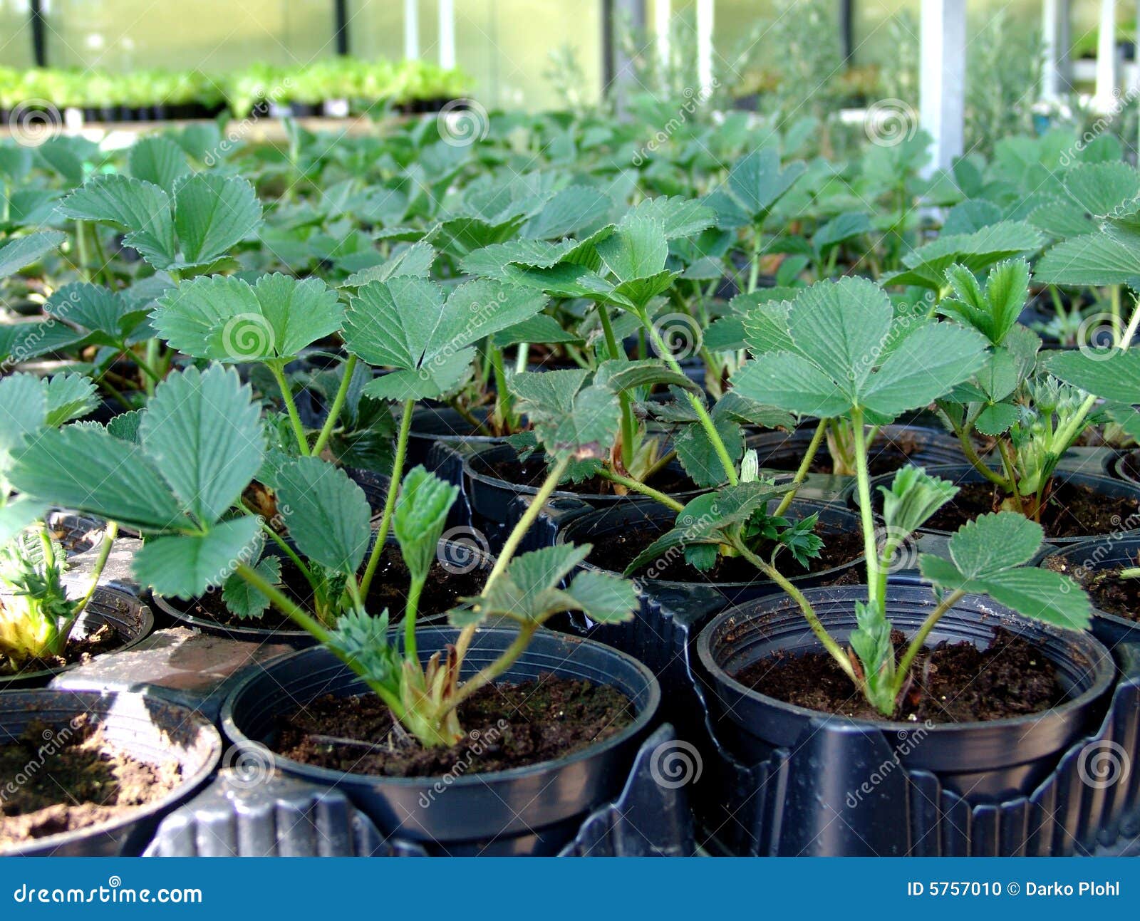 Strawberry Plant Runners, Or Stolons, Being Planted In A Garden Raised ...