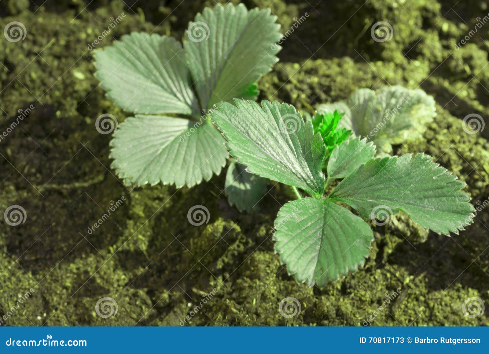 Young strawberry plant stock image. Image of grow, plant - 70817173