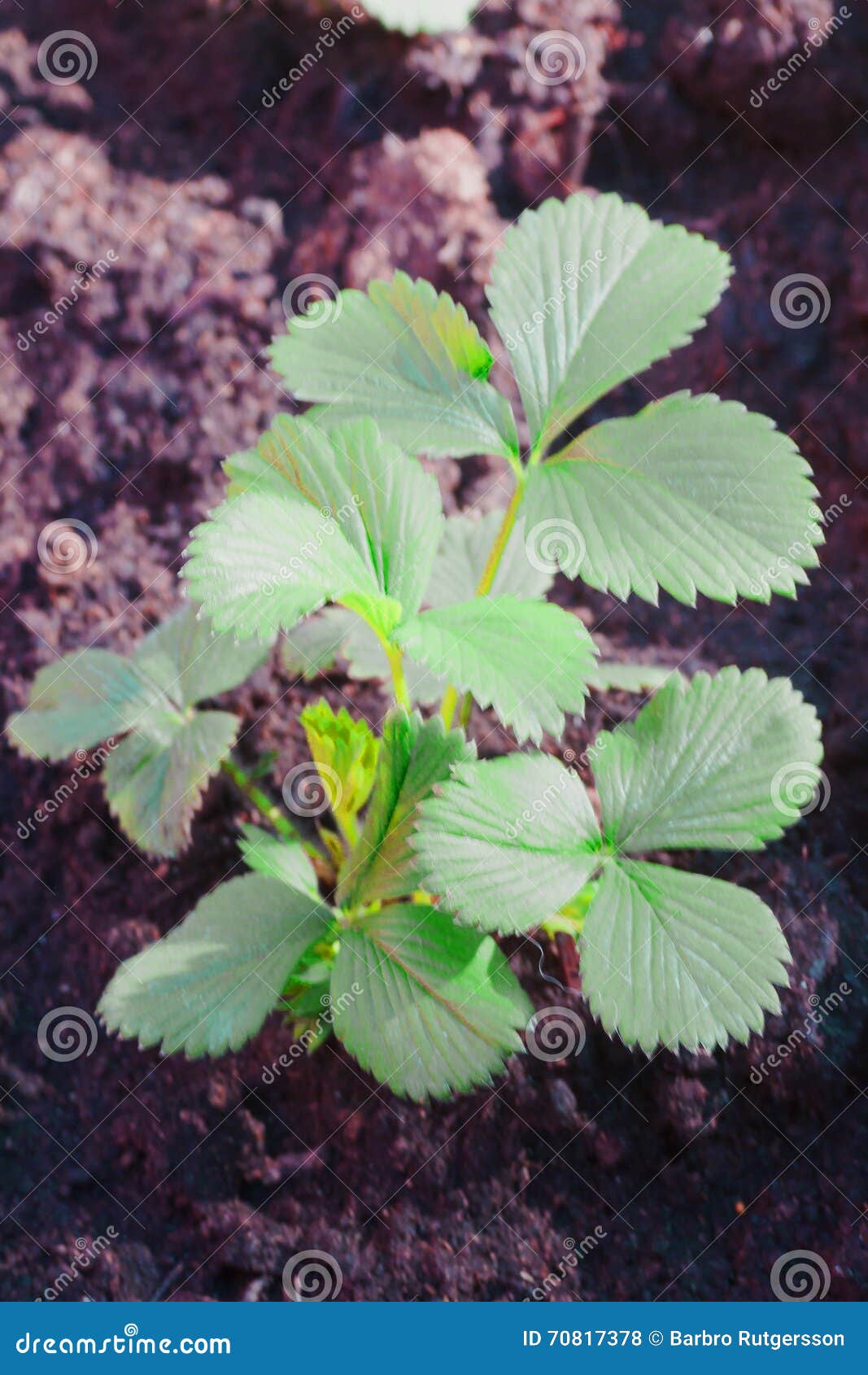 Young strawberry plant stock photo. Image of leaf, strawberry - 70817378