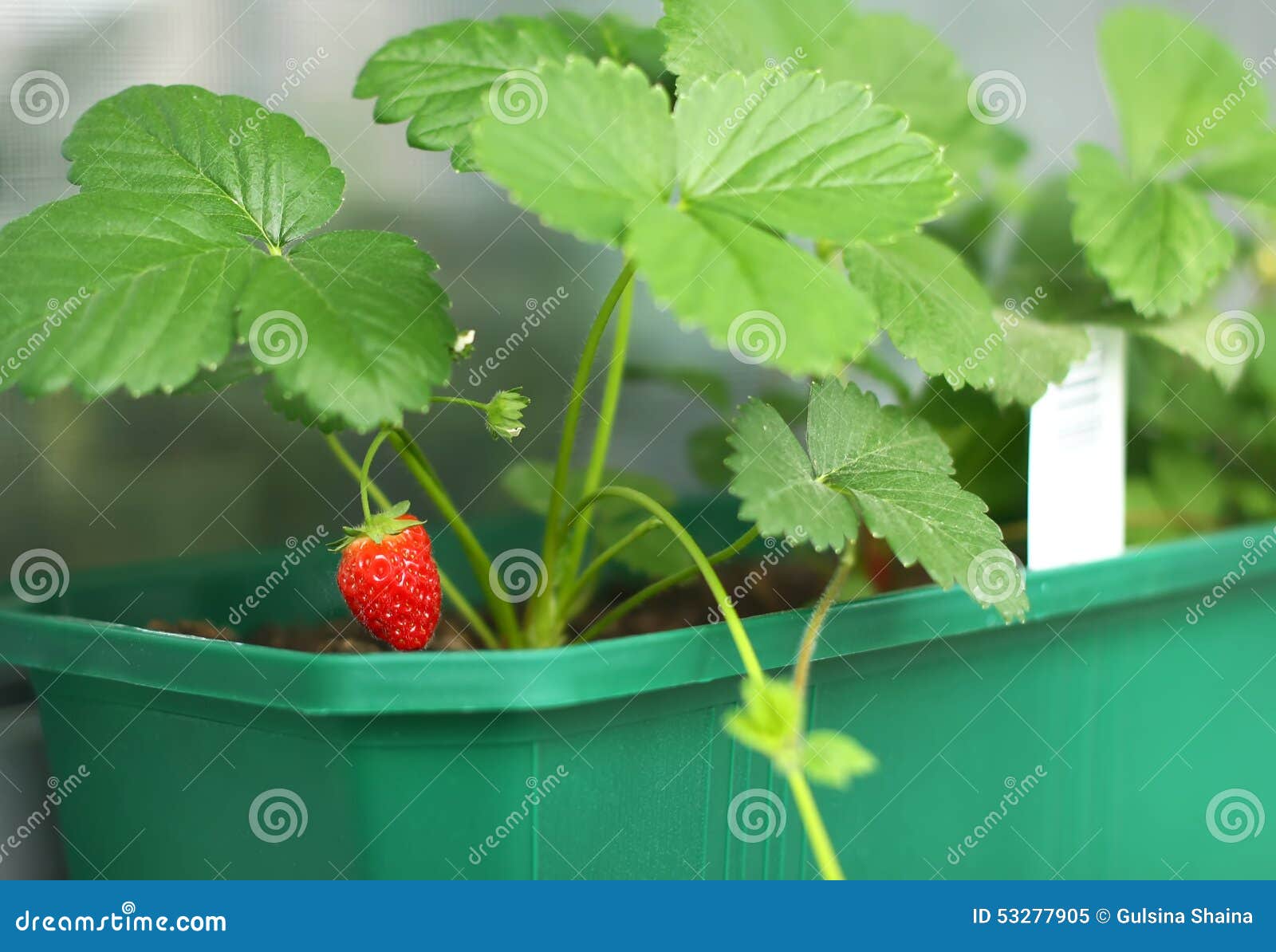 Young strawberry plant stock image. Image of ecology - 53277905