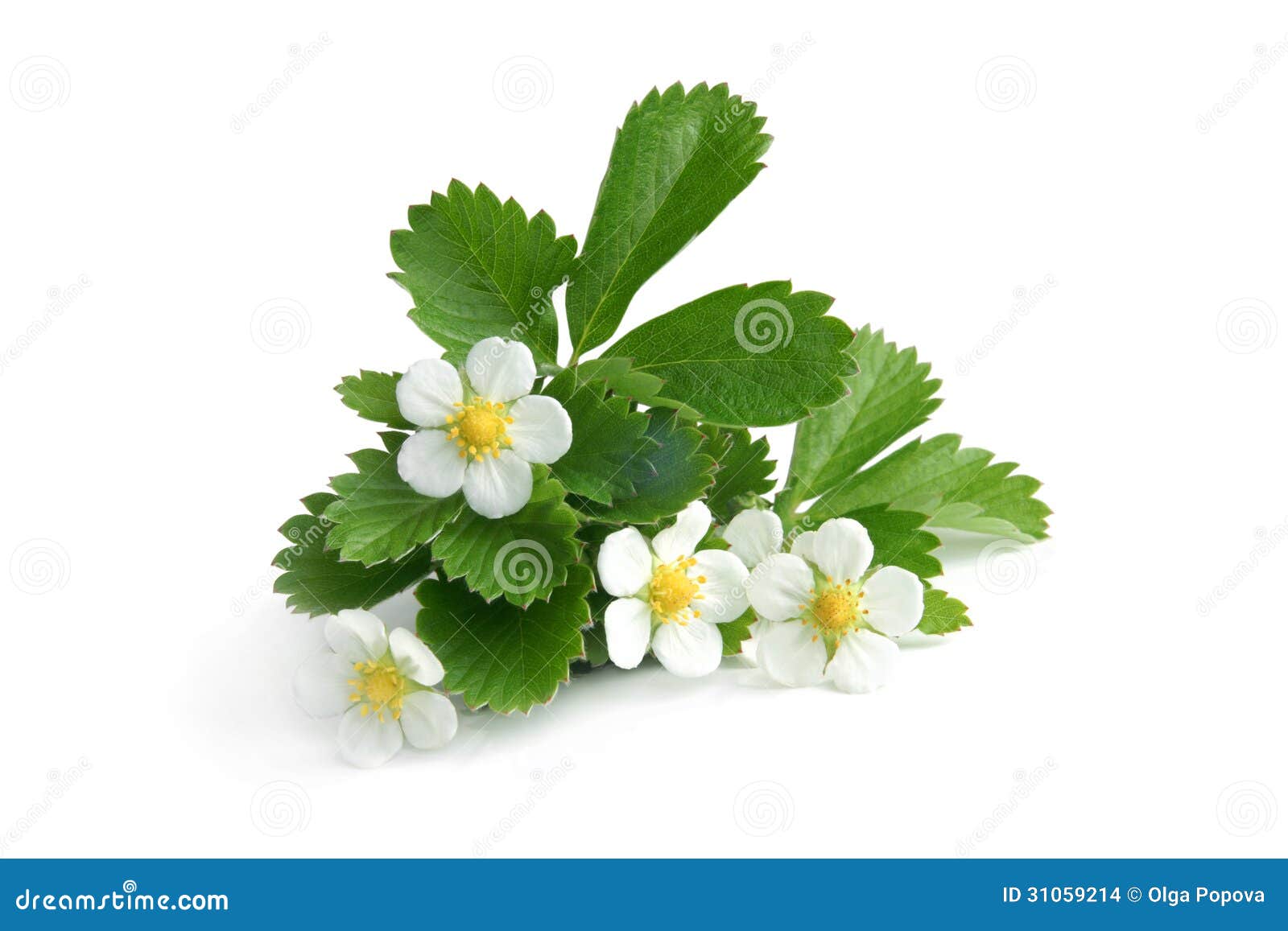 Young strawberry plant stock photo. Image of bright, little - 31059214