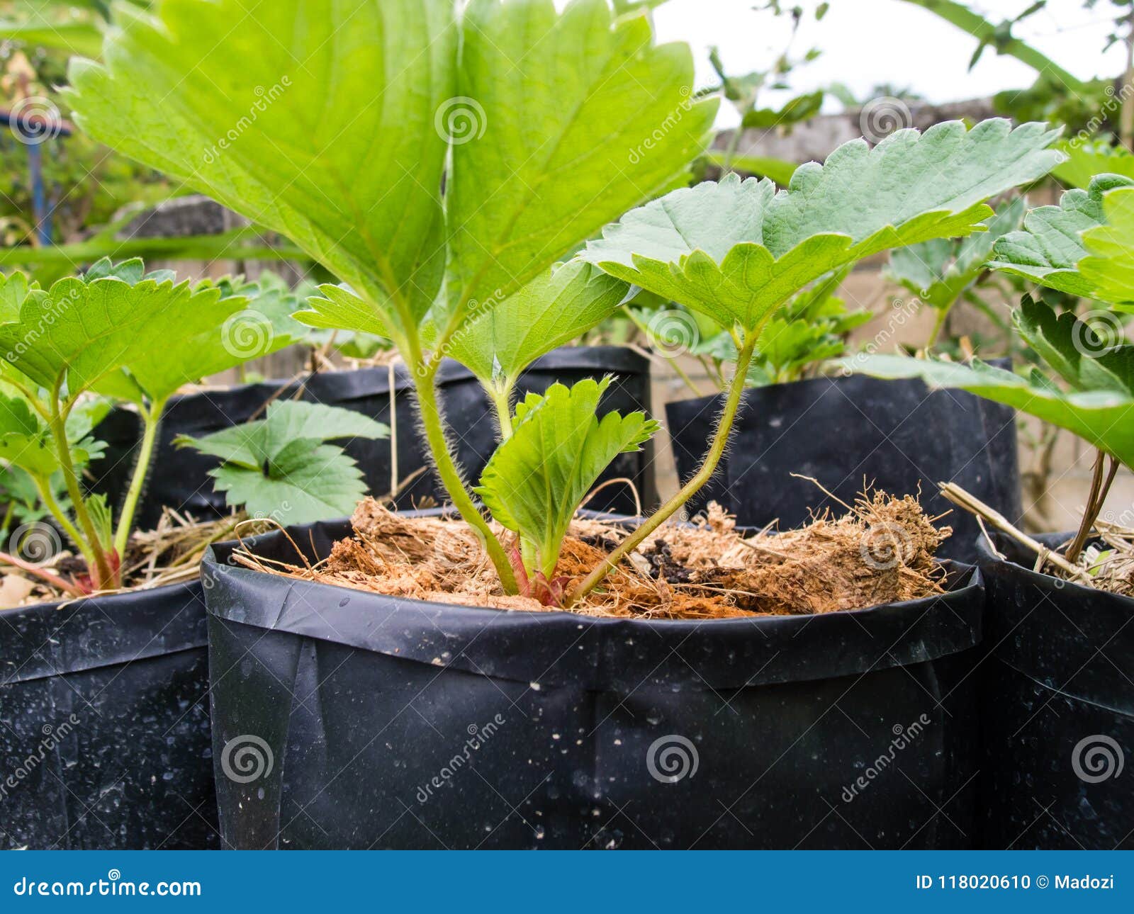 Young Strawberry Plants Growing Stock Photo - Image of leaves, plants ...