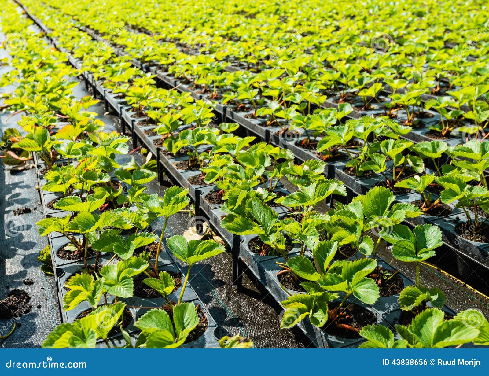 Young Strawberry Plants in a Row Stock Photo - Image of europen, fruit ...