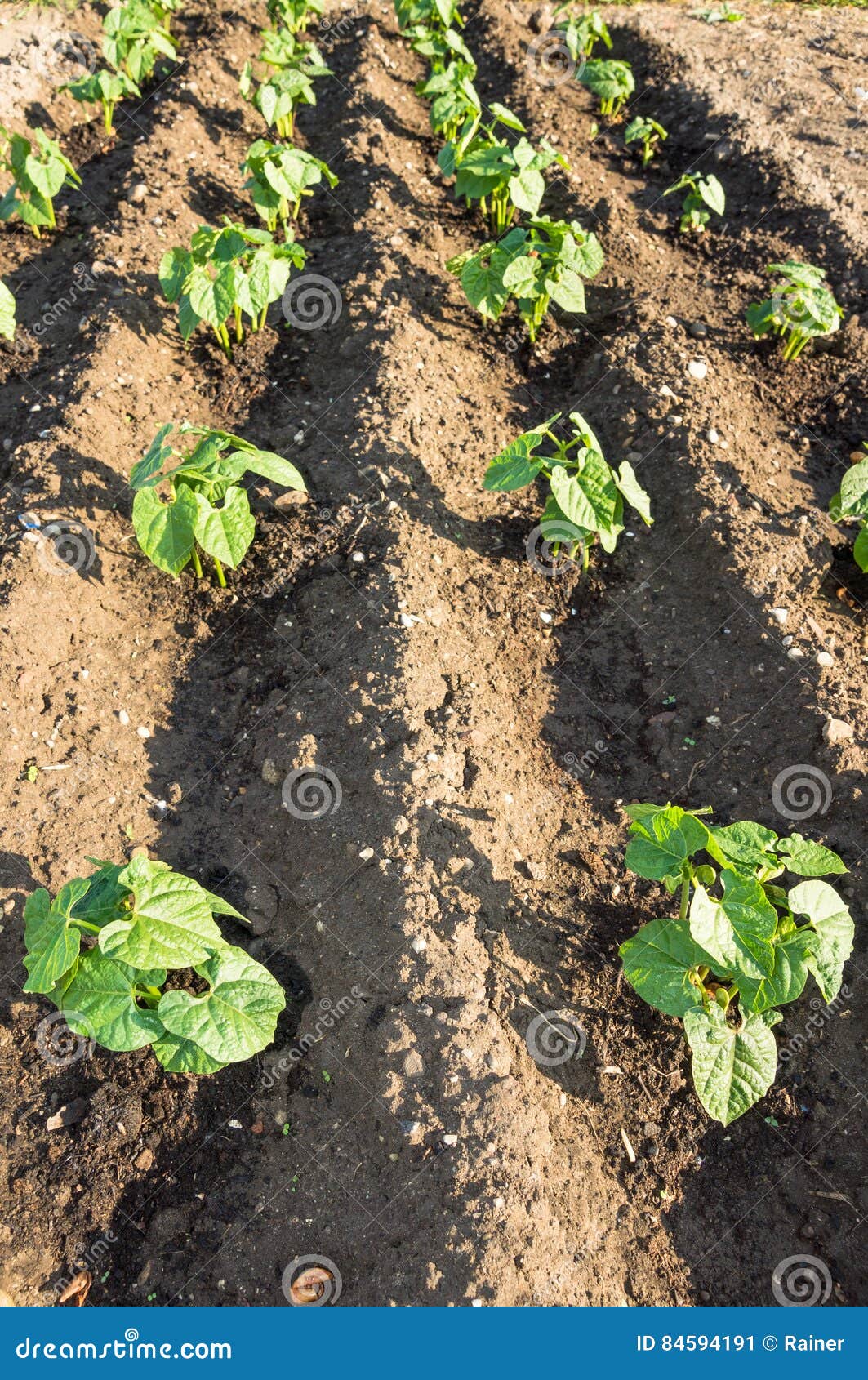 Young string bean plants stock image. Image of earth - 84594191