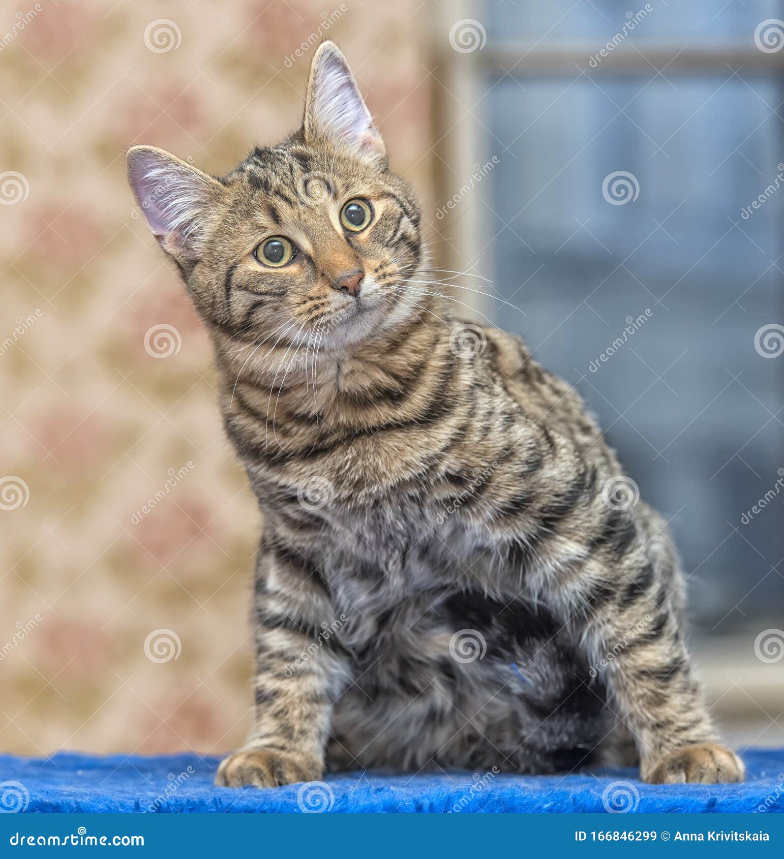 Young striped brown cat stock image. Image of shorthair - 166846299
