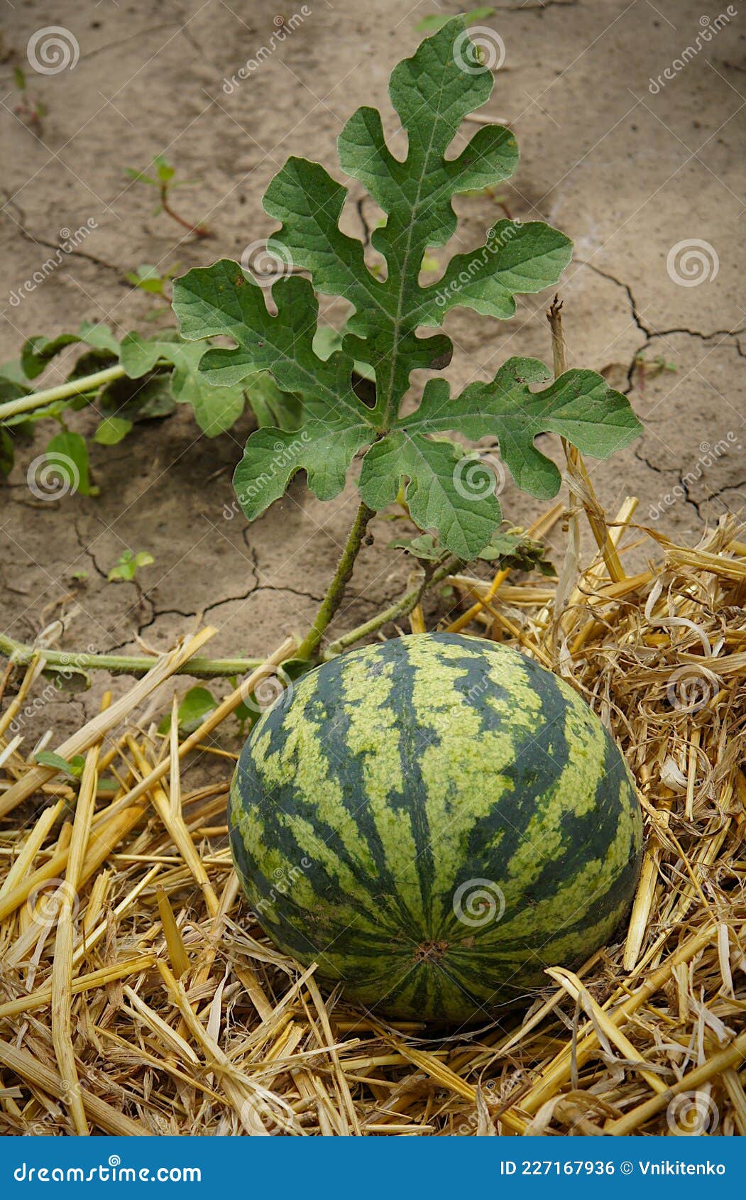 Young striped watermelon stock photo. Image of green - 227167936