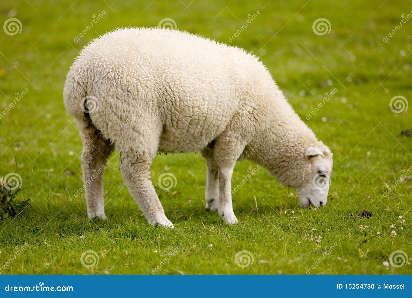 Young and strong stock photo. Image of maternal, livestock - 15254730