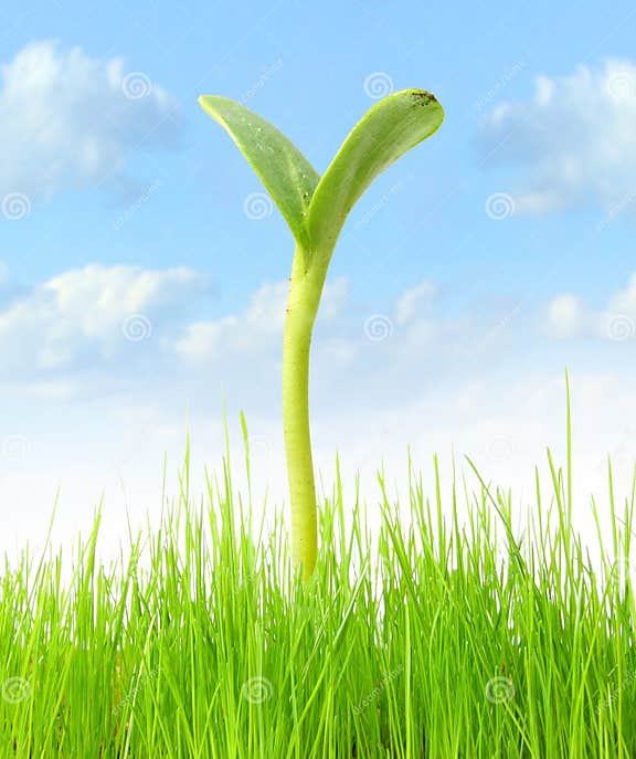 Young successful plant. stock photo. Image of field, botanical - 18992566