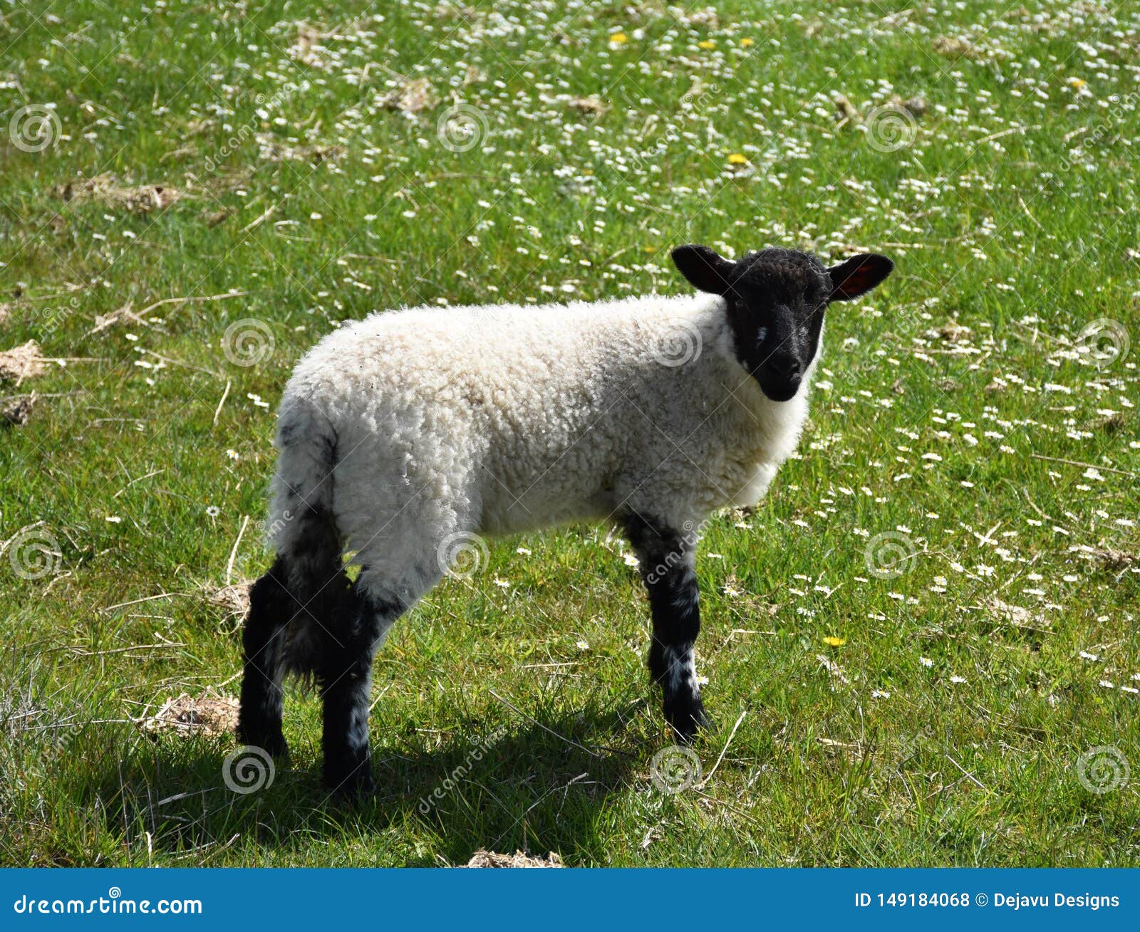 Suffolk Sheeps Stock Photography | CartoonDealer.com #14112428