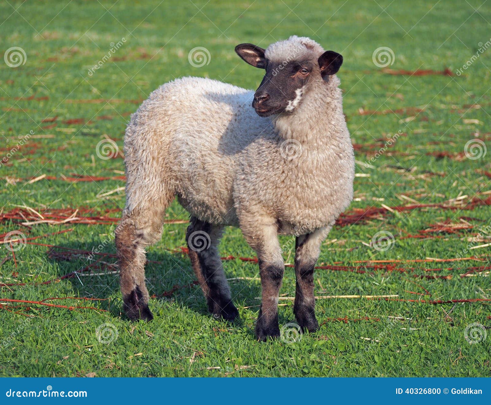 A young suffolk sheep stock photo. Image of sheep, grass - 40326800