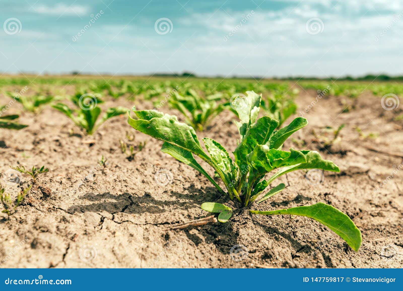 Young Sugar Beet Crop in Field Stock Image - Image of outdoors, angle ...