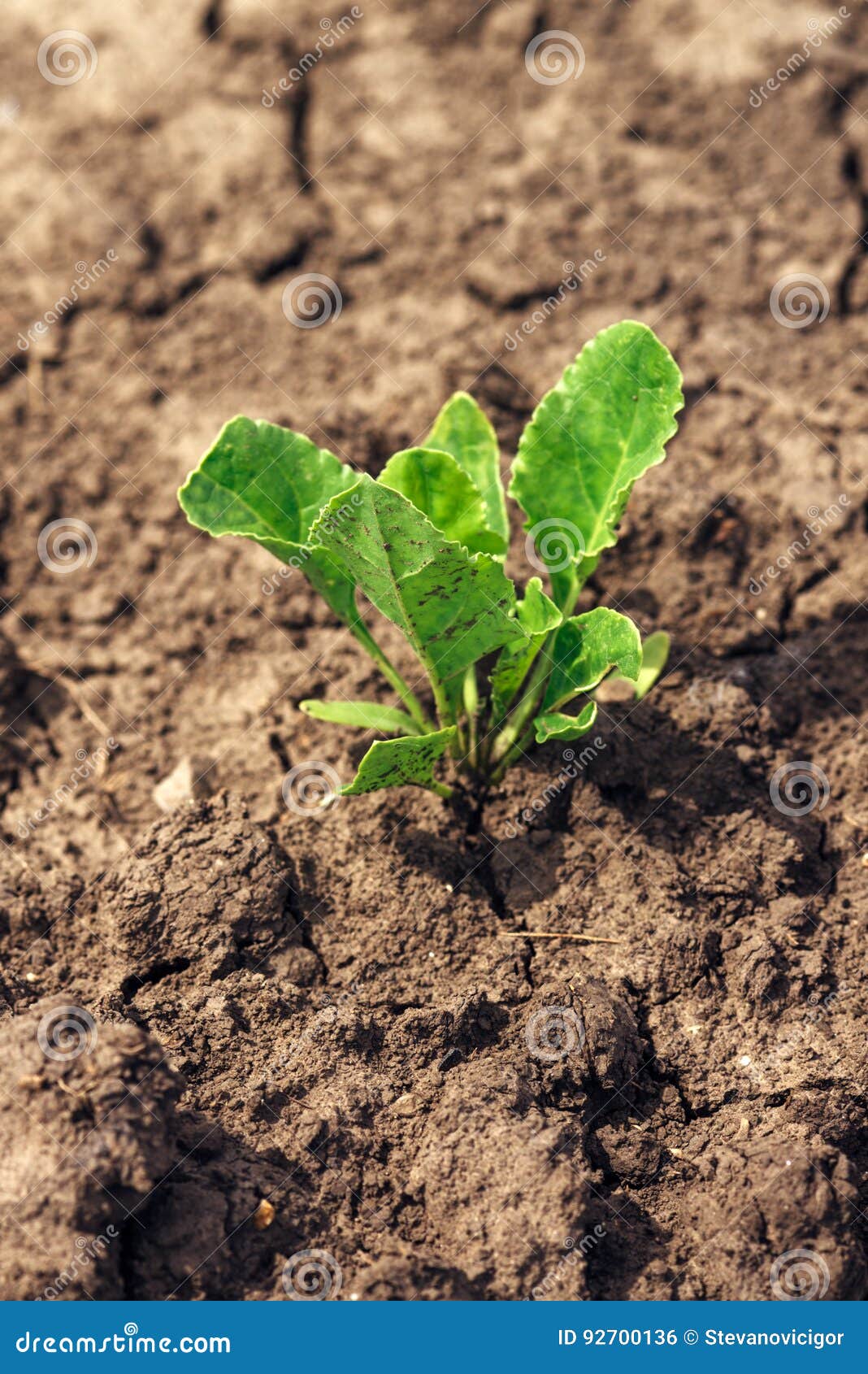 Young Sugar Beet Plant in Field Stock Photo - Image of beet, root: 92700136