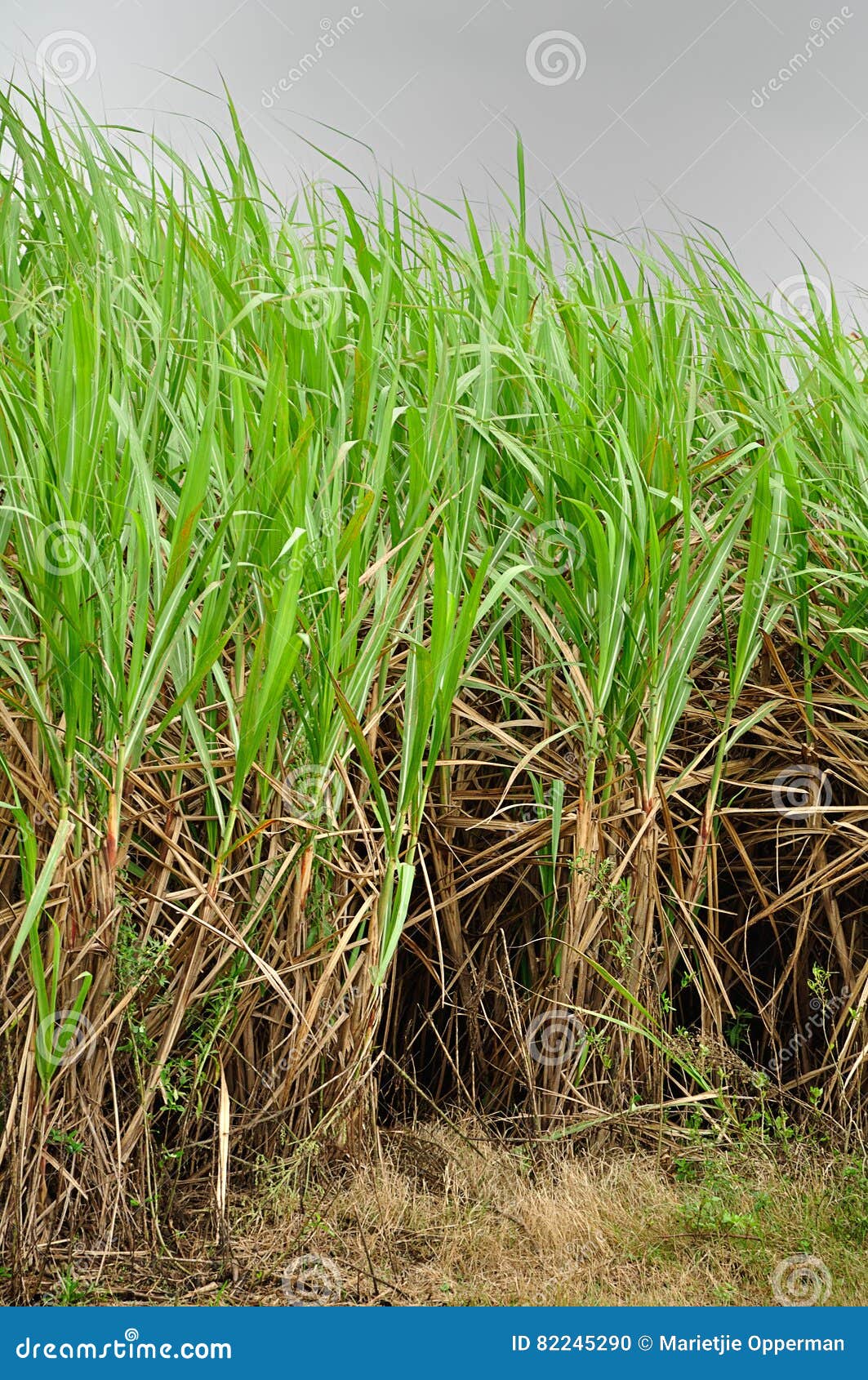 Young sugar cane plants stock photo. Image of farm, food - 82245290