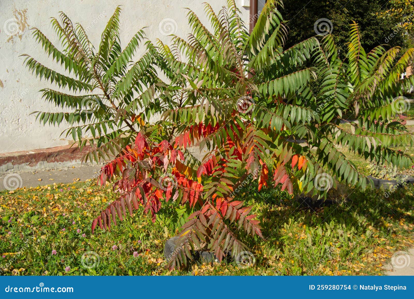 Young Sumac Tree Trunk Up Close Royalty-Free Stock Photography ...