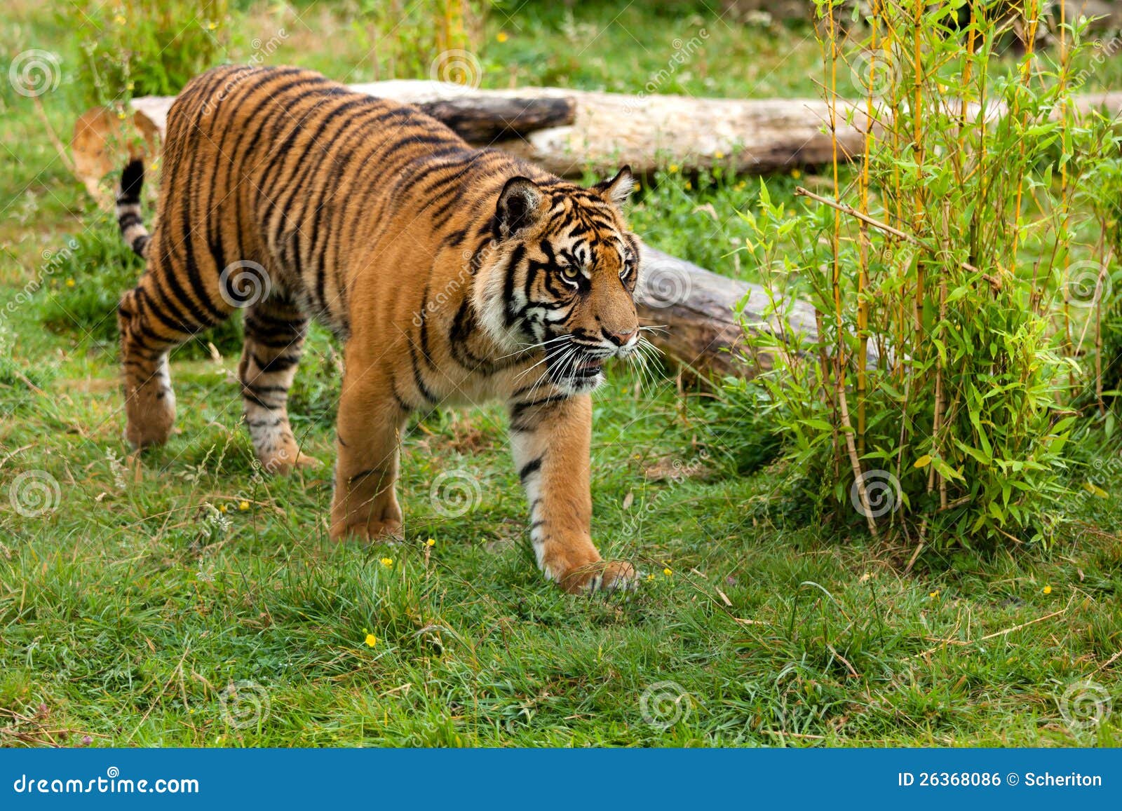 Young Sumatran Tiger Prowling through Greenery Stock Photo - Image of ...