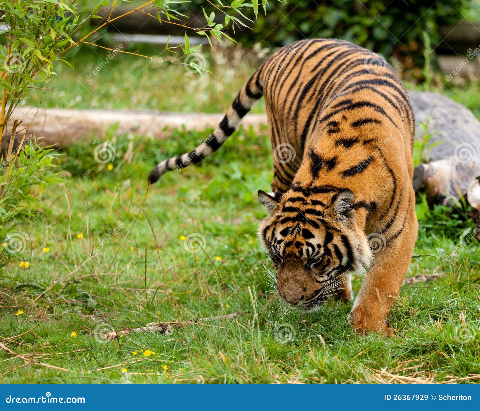 Young Sumatran Tiger Sniffing Wet Grass Stock Image - Image of beast ...