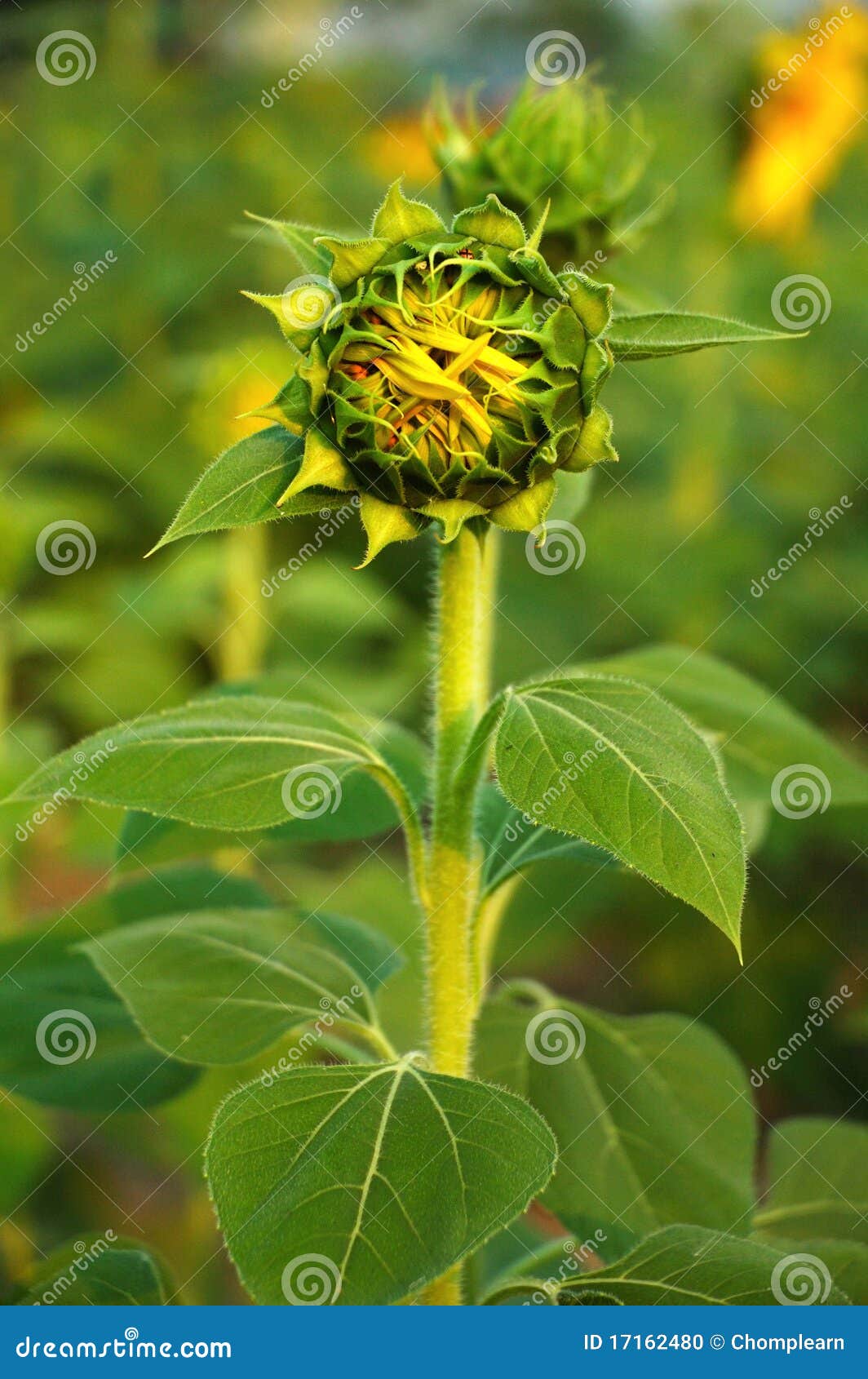 Young Sunflower. stock photo. Image of small, nature - 17162480