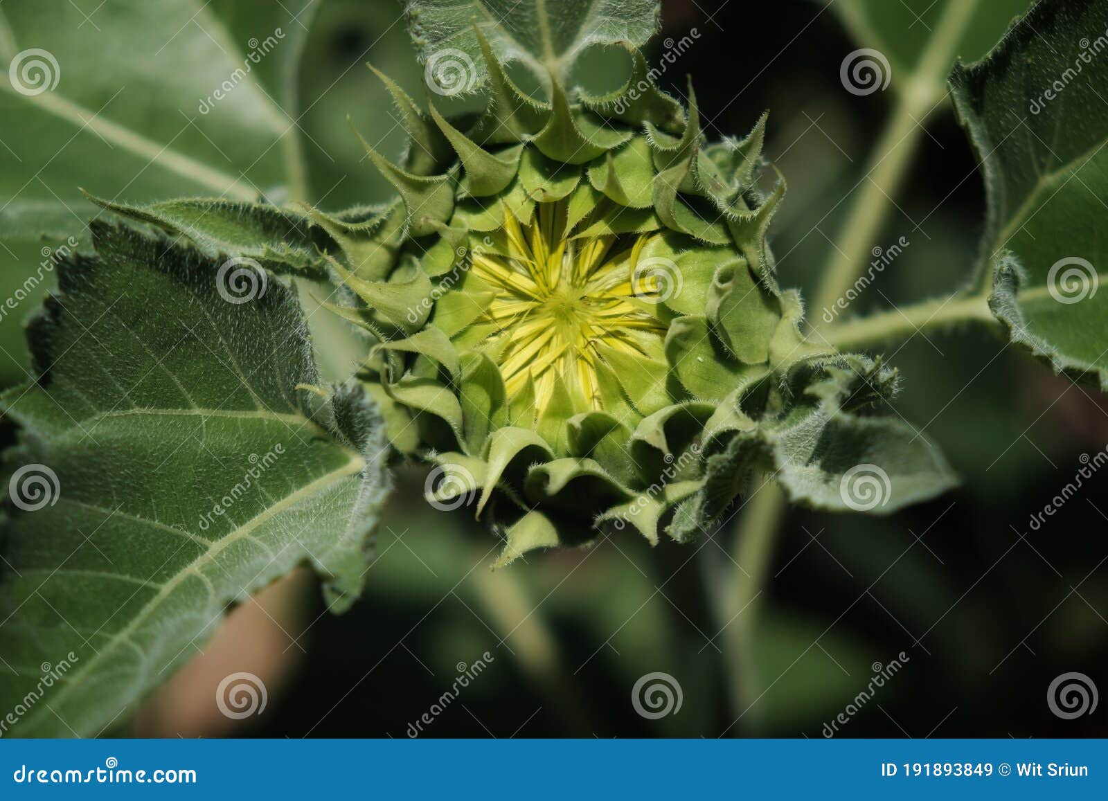Young Sunflower before Blooming and Green Leaves Stock Image - Image of ...