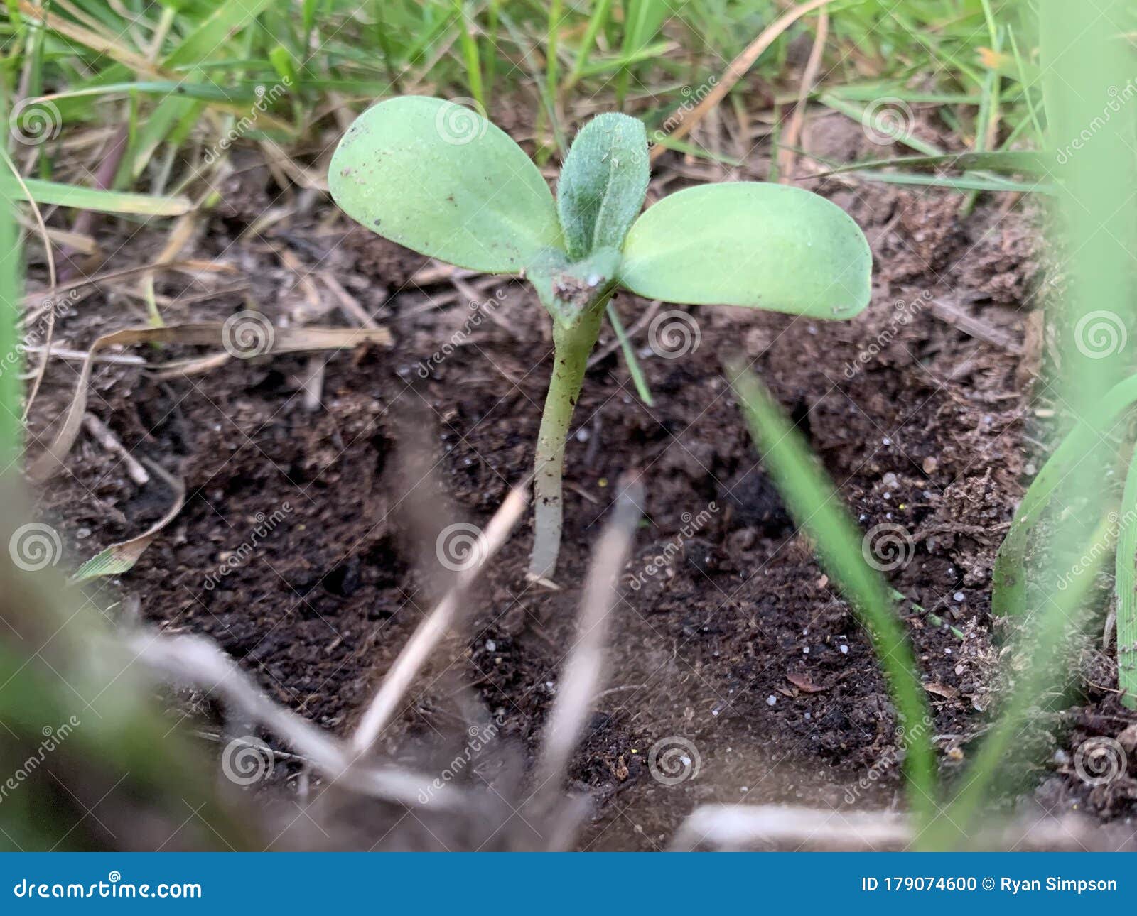 Young sunflower plant stock photo. Image of daisies - 179074600
