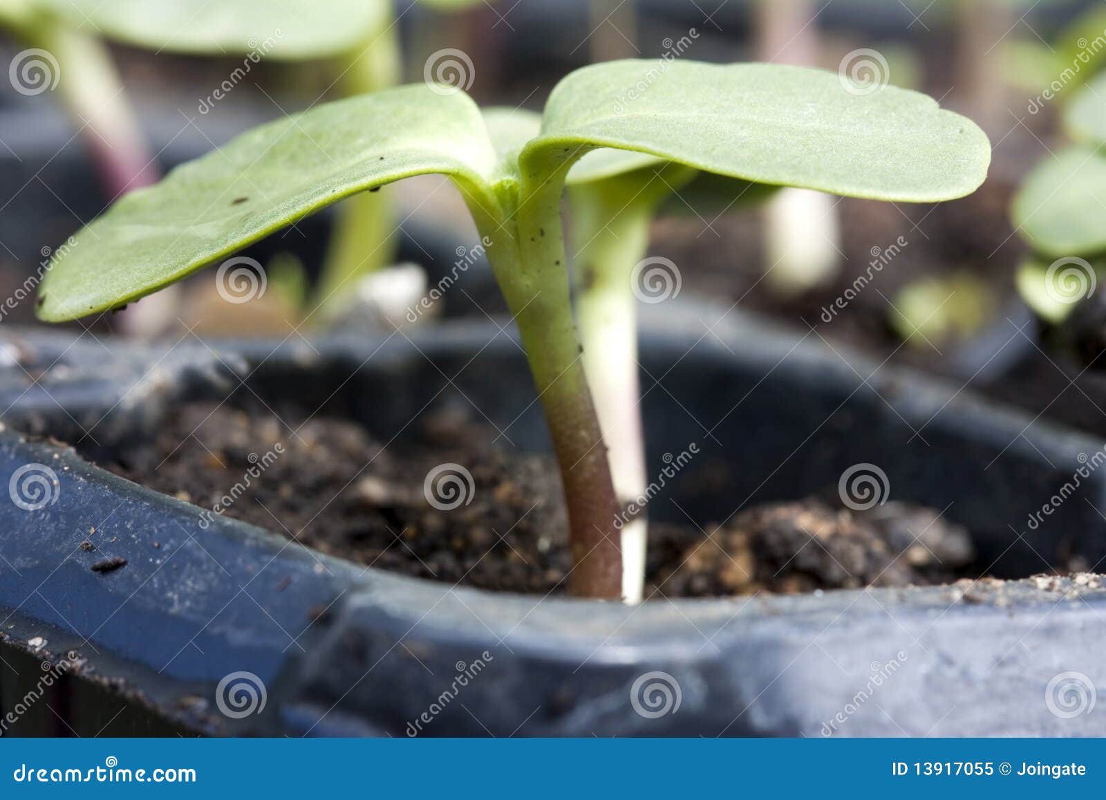 Young sunflower seedling stock image. Image of gardening - 13917055