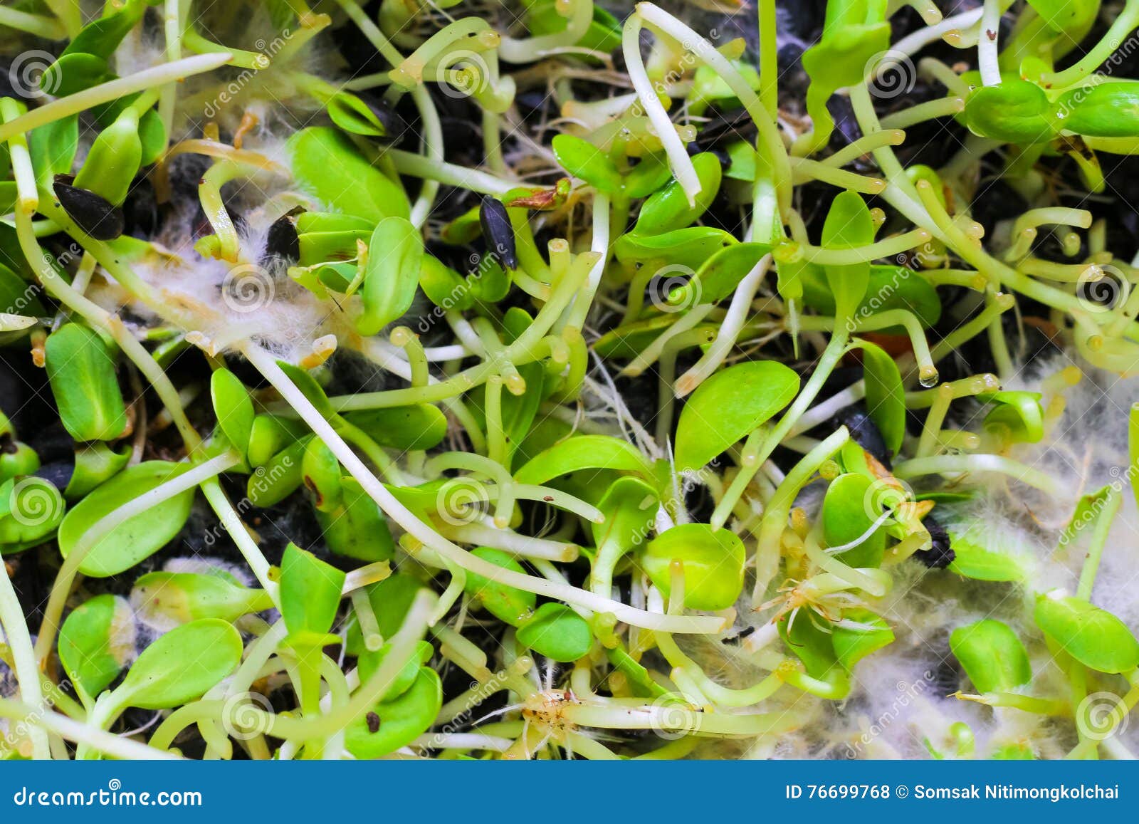 Young Sunflower Seedlings in Baskets Growing Up, Selection Focus Stock ...