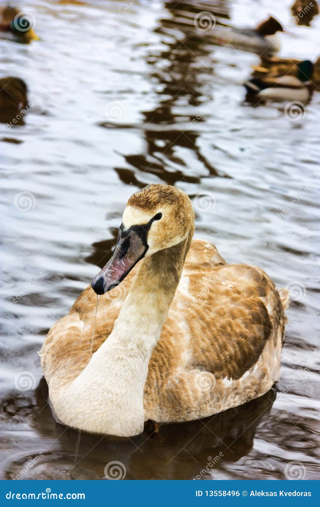 Young swan stock photo. Image of river, swimming, grace - 13558496