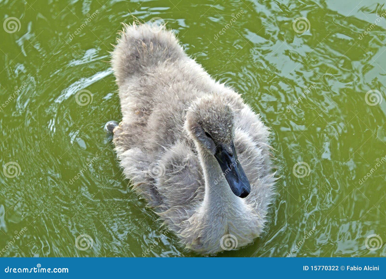 Young swan stock photo. Image of close, feathers, fluffy - 15770322
