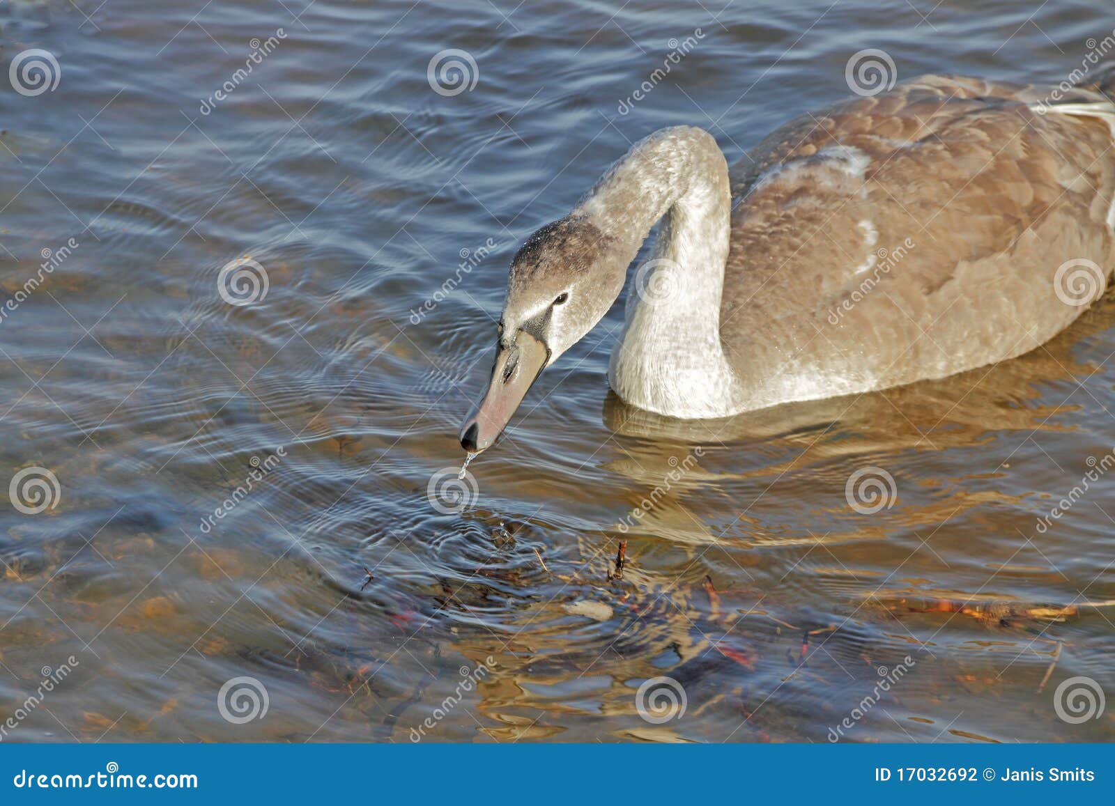 Young swan. stock photo. Image of australia, swimming - 17032692
