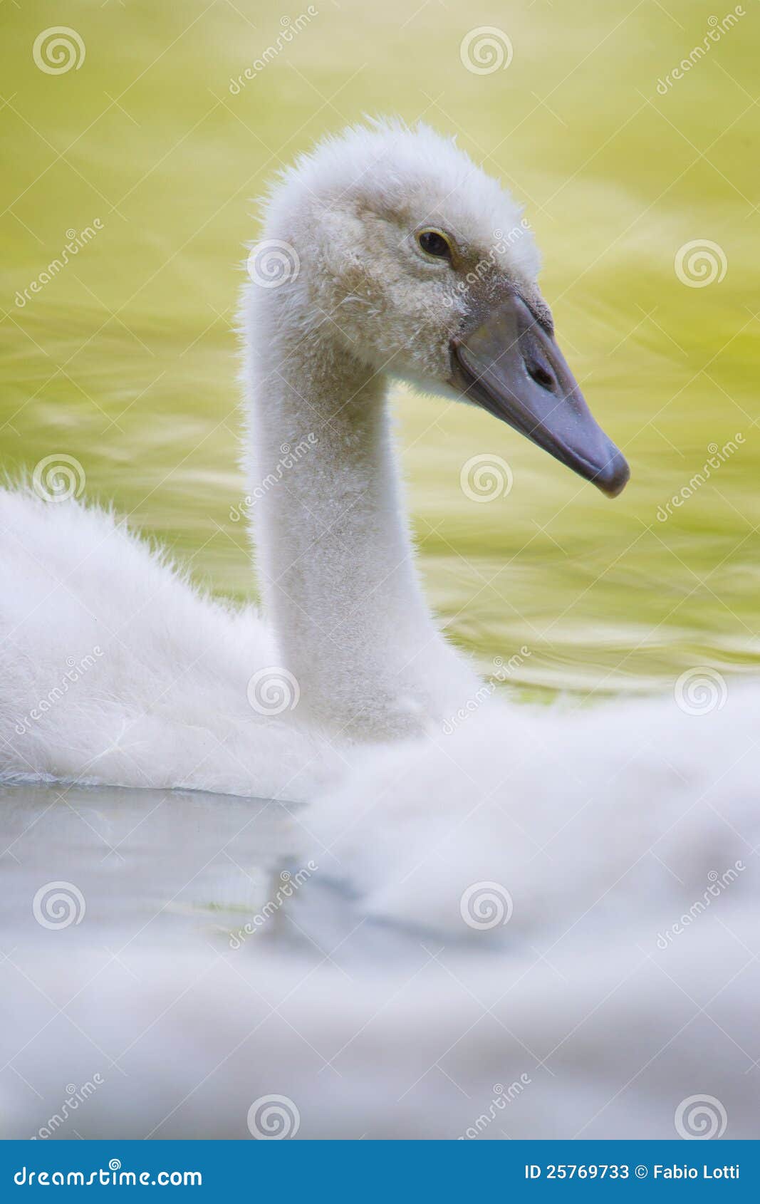 Young swan stock image. Image of anatidae, purity, vertical - 25769733