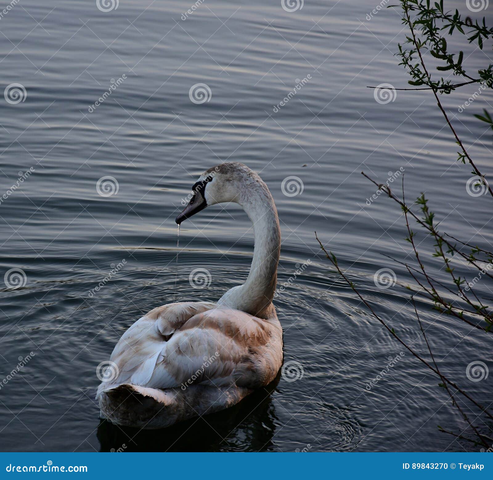 Young Swan stock photo. Image of landscape, light, white - 89843270