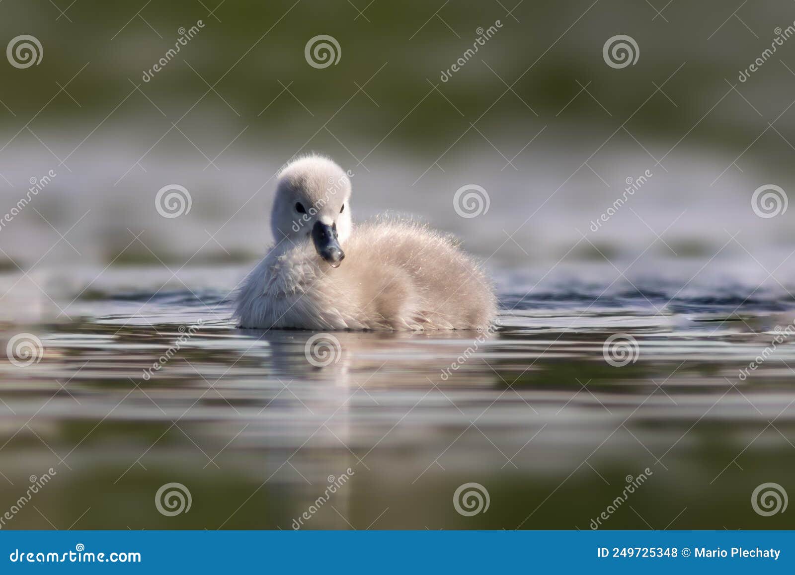A Young Swan Chick Swimming on a Lake Stock Photo - Image of feather ...