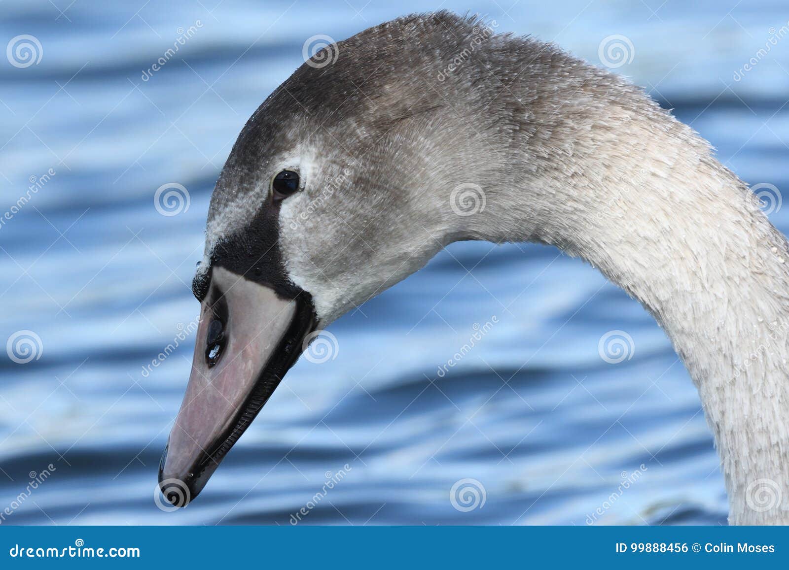 Young swan stock photo. Image of closeup, cygnet, blue - 99888456