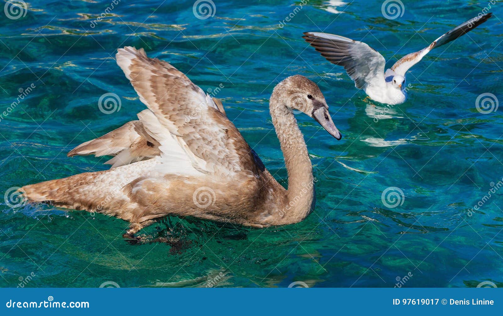 Young swan on Lake Geneva stock image. Image of swiss - 97619017
