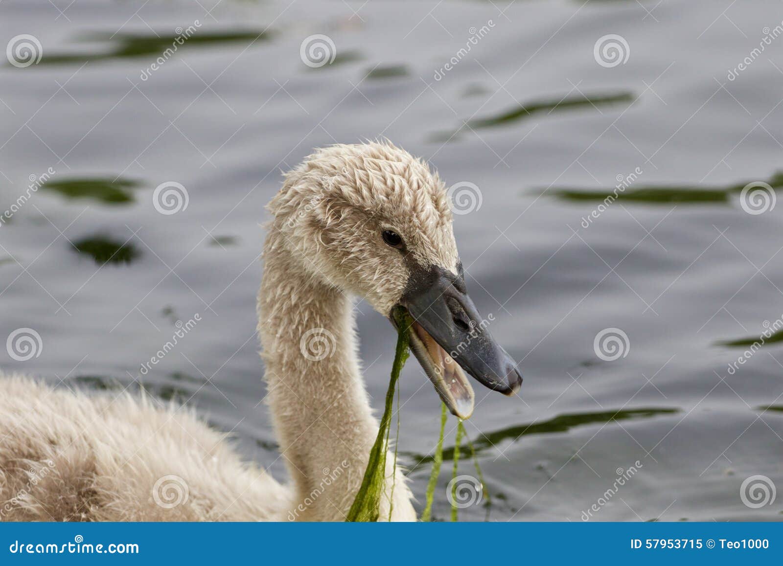 The Young Swan is Screaming Stock Image - Image of close, plumage: 57953715