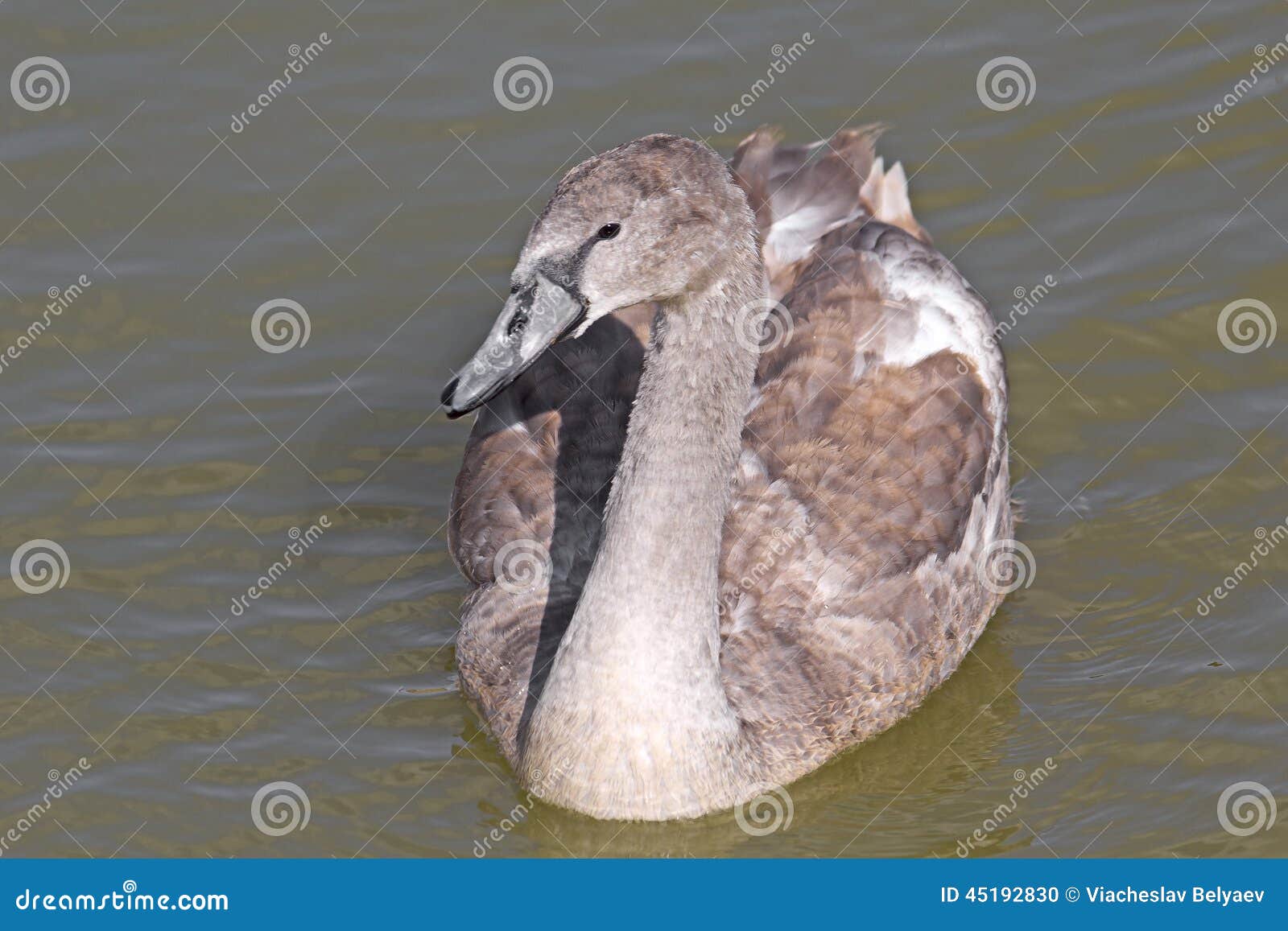 Young swanlig stock photo. Image of pond, waterbird, water - 45192830