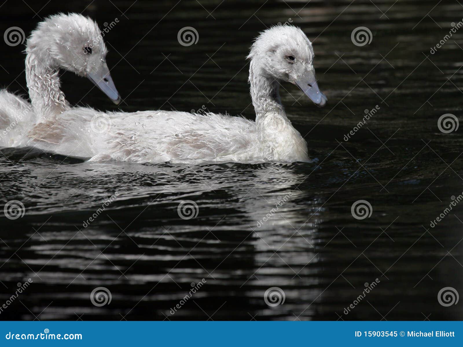 Young Swans stock image. Image of pond, downy, baby, cute - 15903545