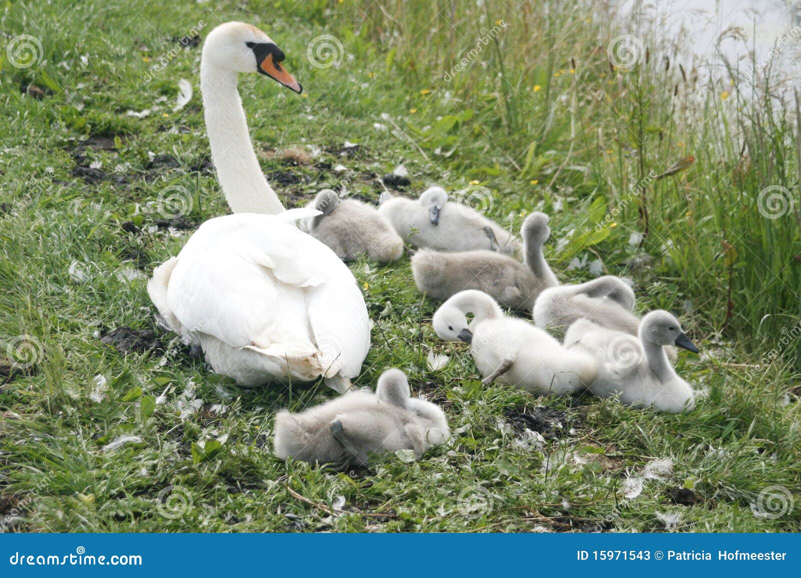Young swans stock image. Image of cleaning, elegant, closeup - 15971543