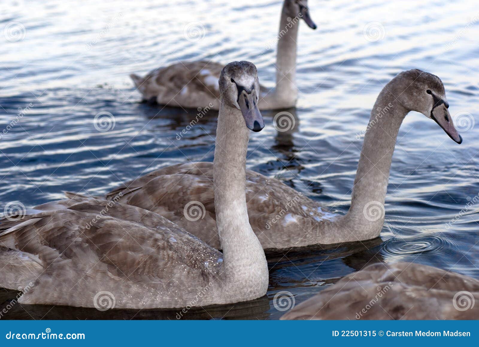 Young Swans stock image. Image of wildlife, cute, elegant - 22501315