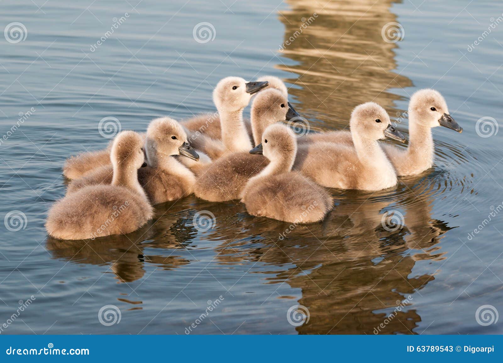 Young swans stock image. Image of mother, peaceful, scene - 63789543