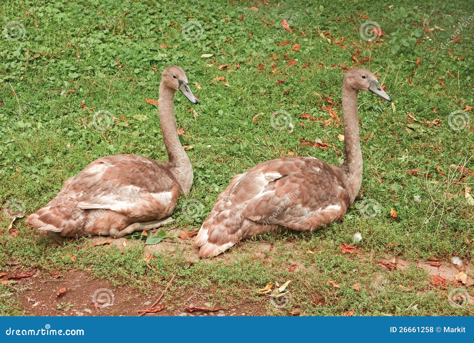 Young swans on green grass stock photo. Image of color - 26661258