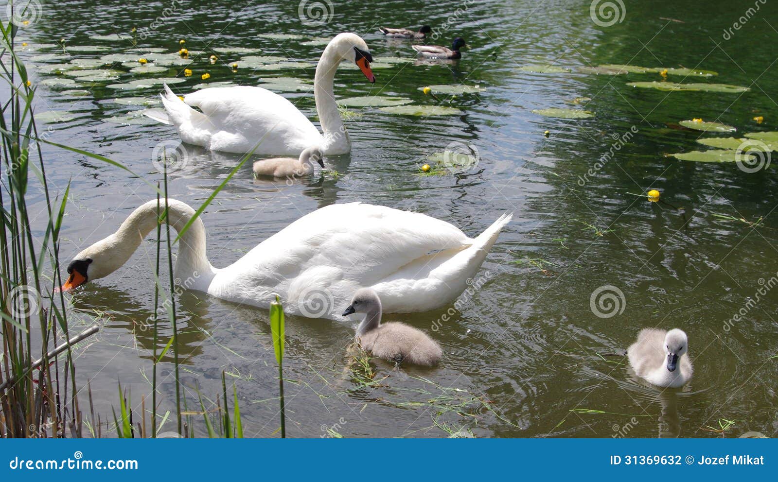 Young swans with parents stock photo. Image of mallard - 31369632