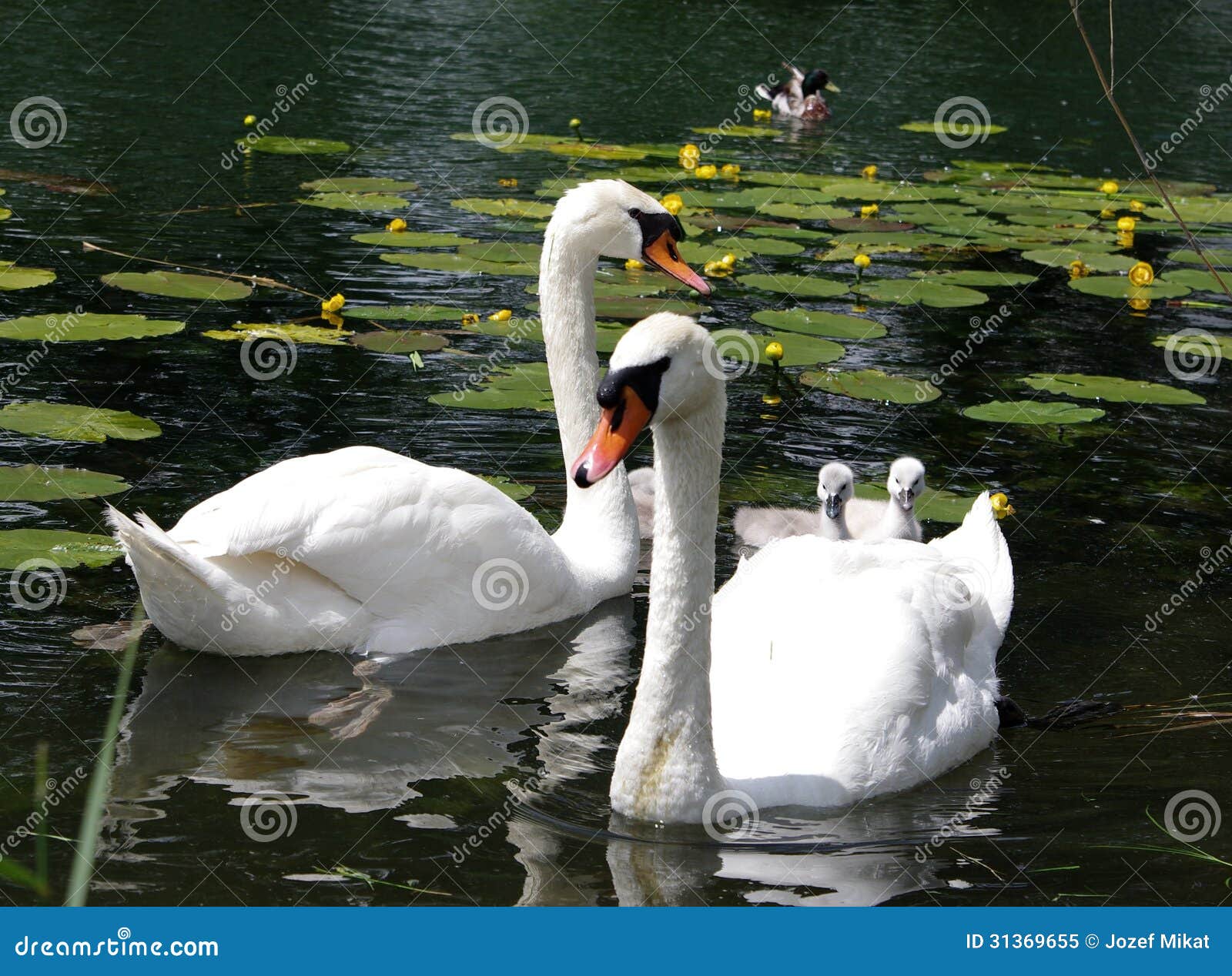 Young swans with parents stock image. Image of kids, live - 31369655