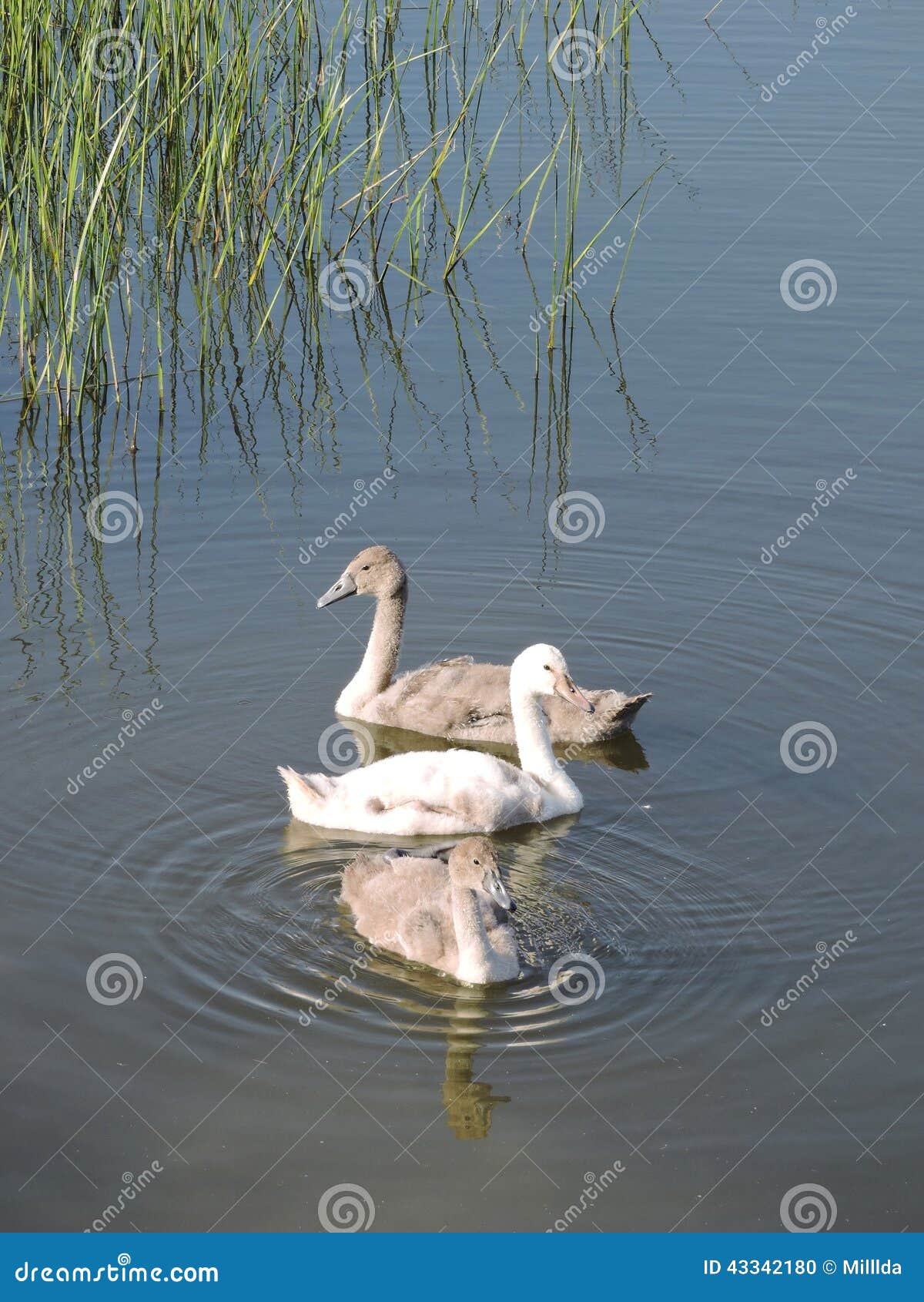 Young swans stock photo. Image of nature, lake, body - 43342180