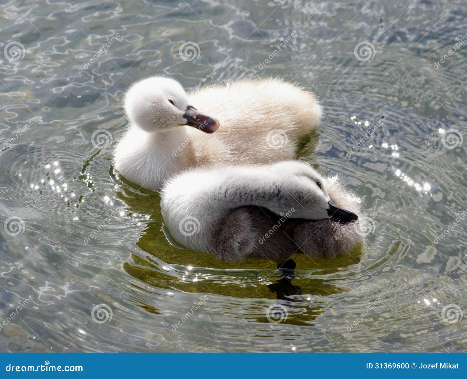 Young swans stock photo. Image of animal, beautiful, kids - 31369600