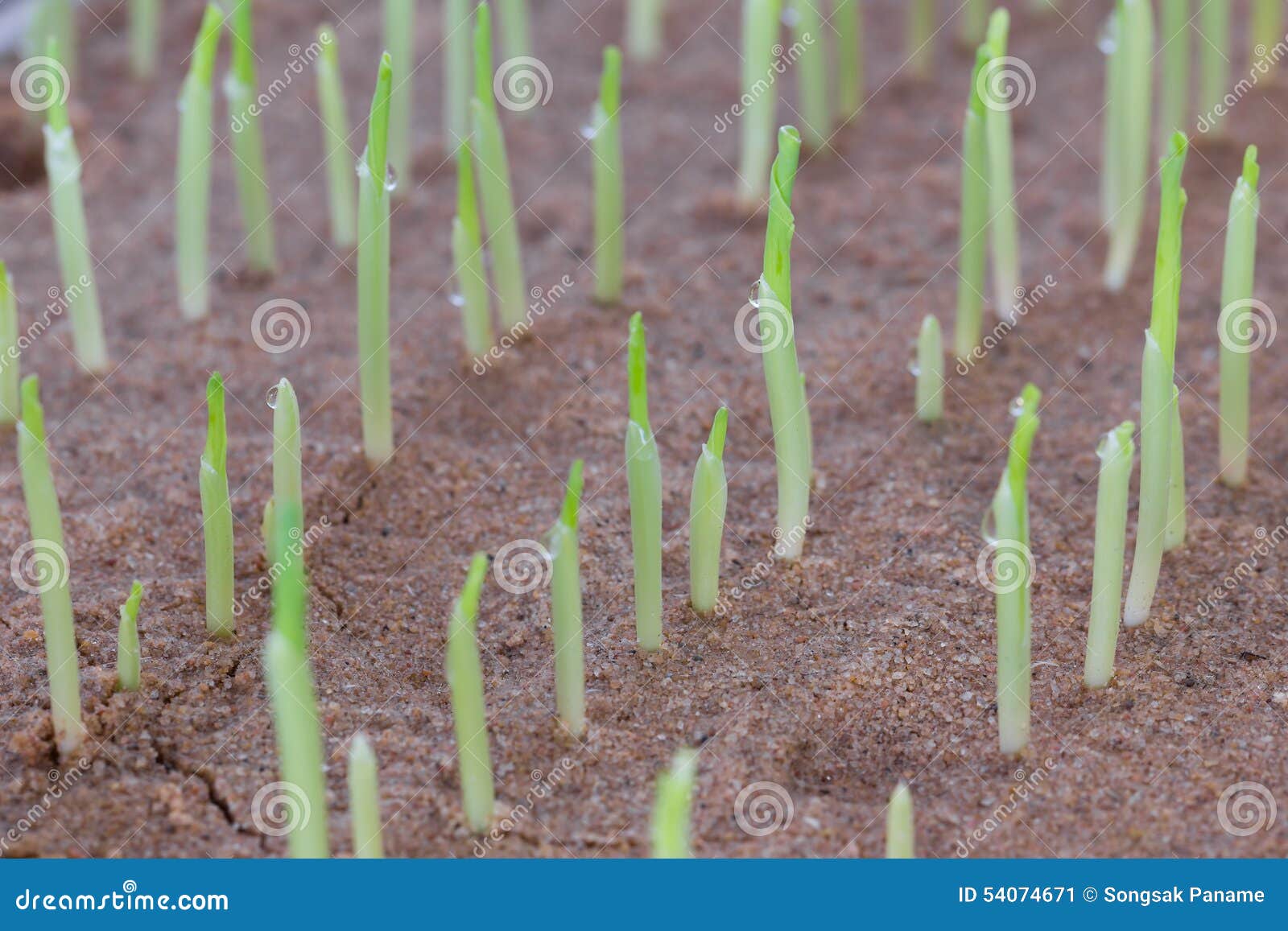 Young Sweet Corn Seedling Growing Stock Image - Image of line, close ...