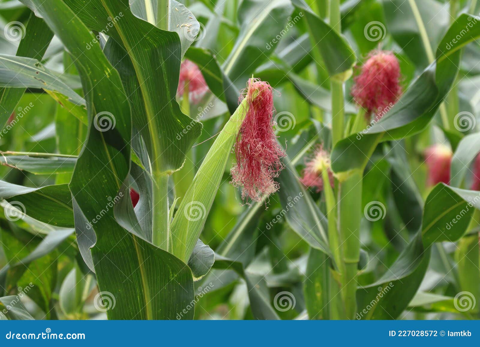 Young Sweet Corn on the Tree Stock Photo - Image of fresh, farm: 227028572