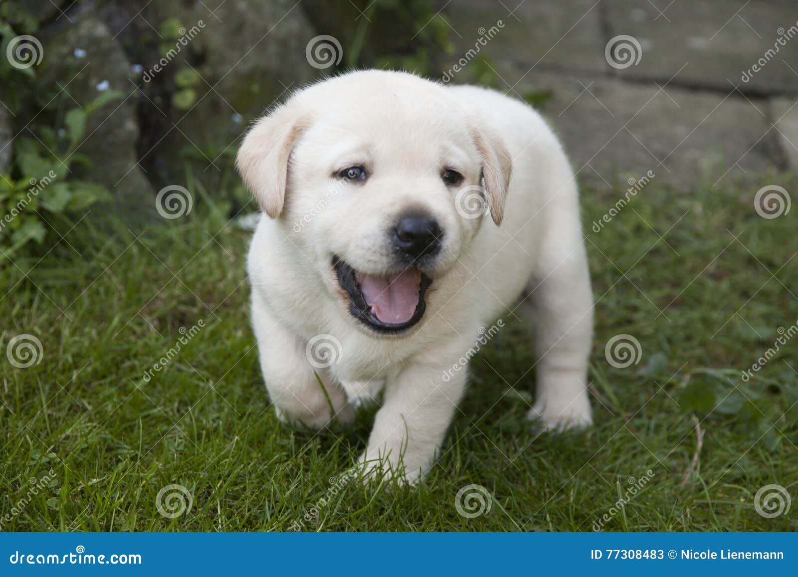 Young sweet labrador puppy stock image. Image of cute - 77308483